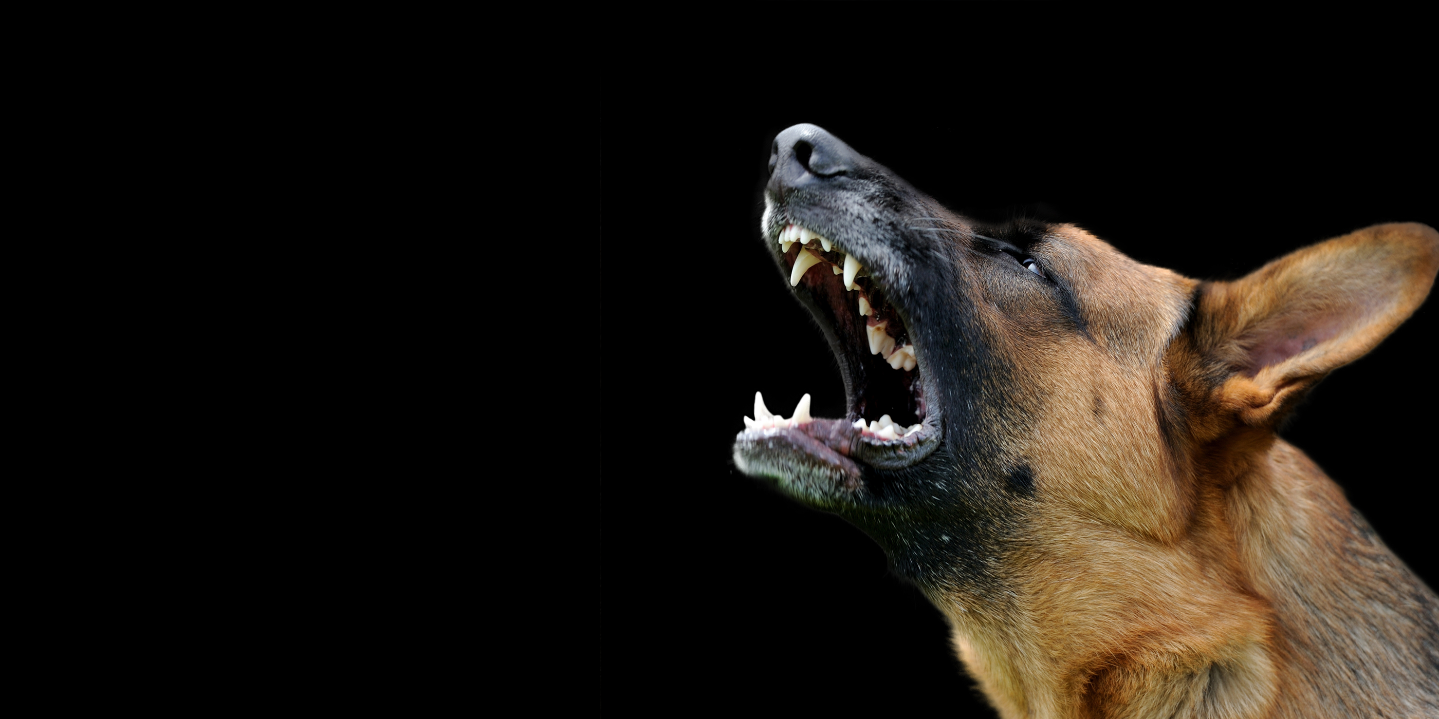 Dental – BlueCollar Working Dog
